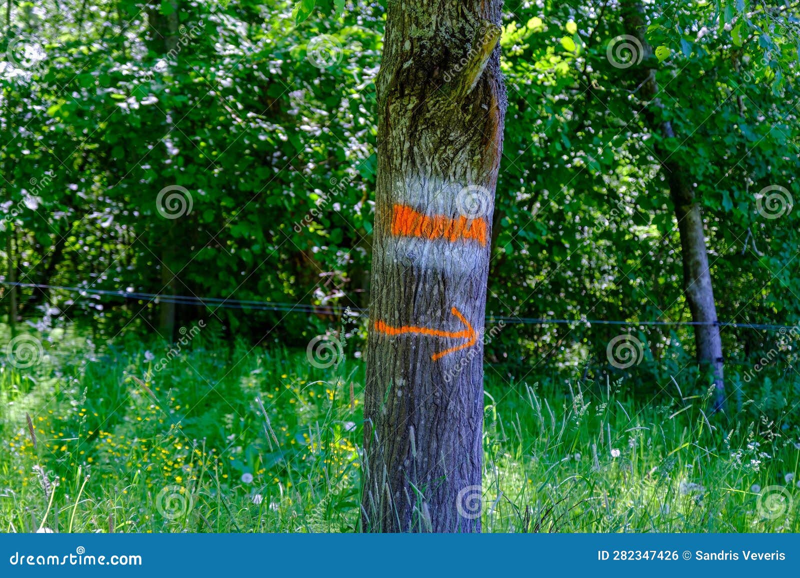Red Tourist Trail Mark on a Tree. Direction Indication with a Red Arrow ...