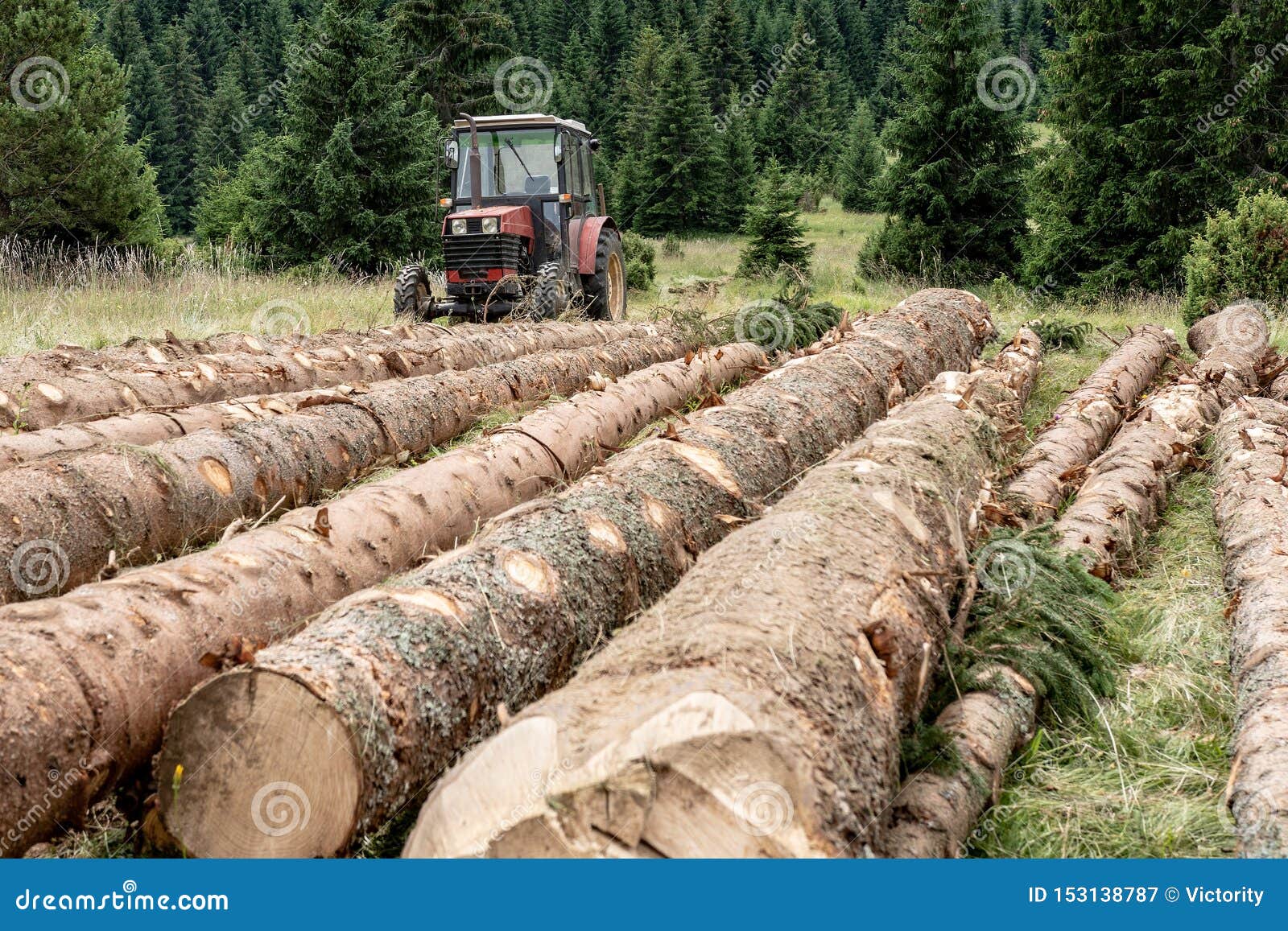 Red Tractor Pulling Tree Logs for Timber Industry. Felling of the ...