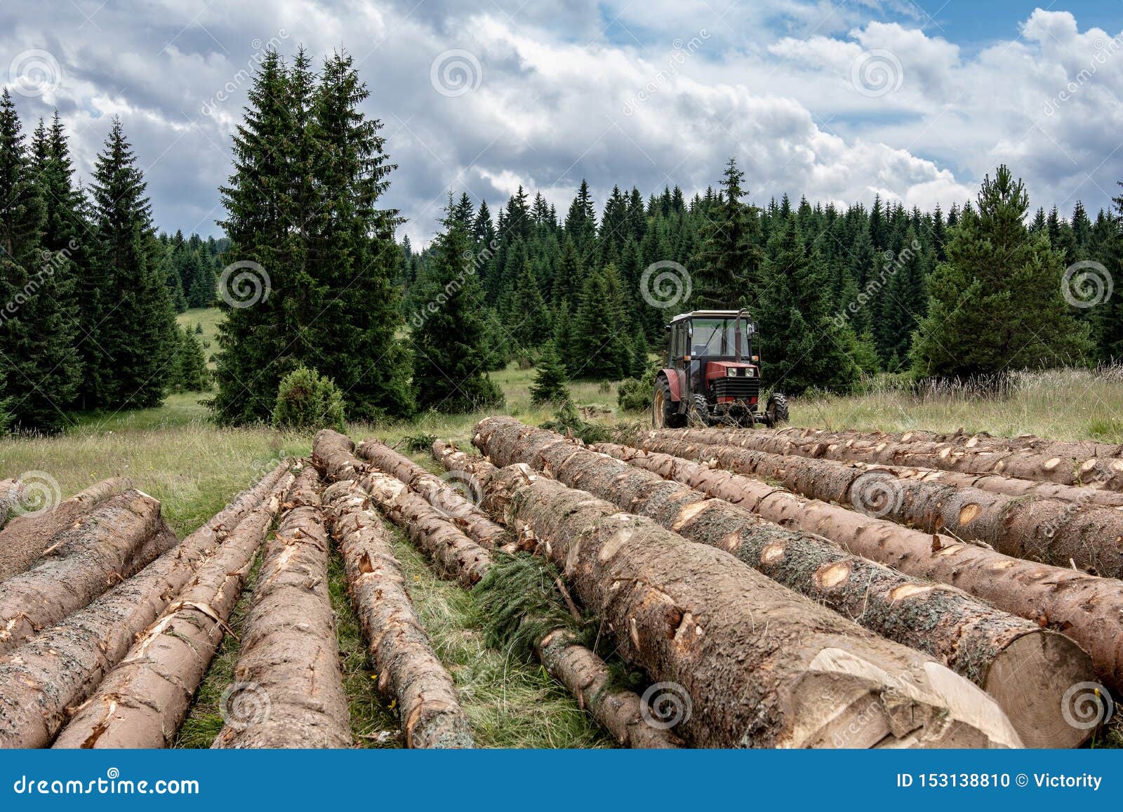 Red Tractor Pulling Tree Logs for Timber Industry. Felling of the ...