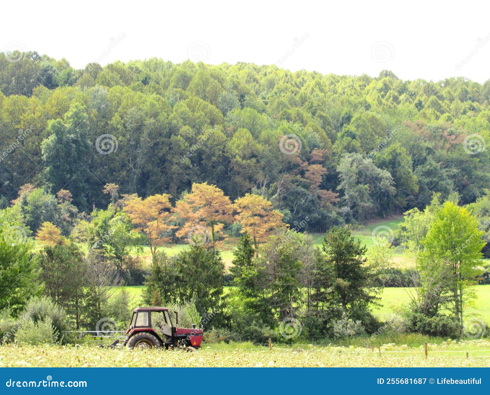 Red tractor stock image. Image of lawn, tree, agriculture - 255681687
