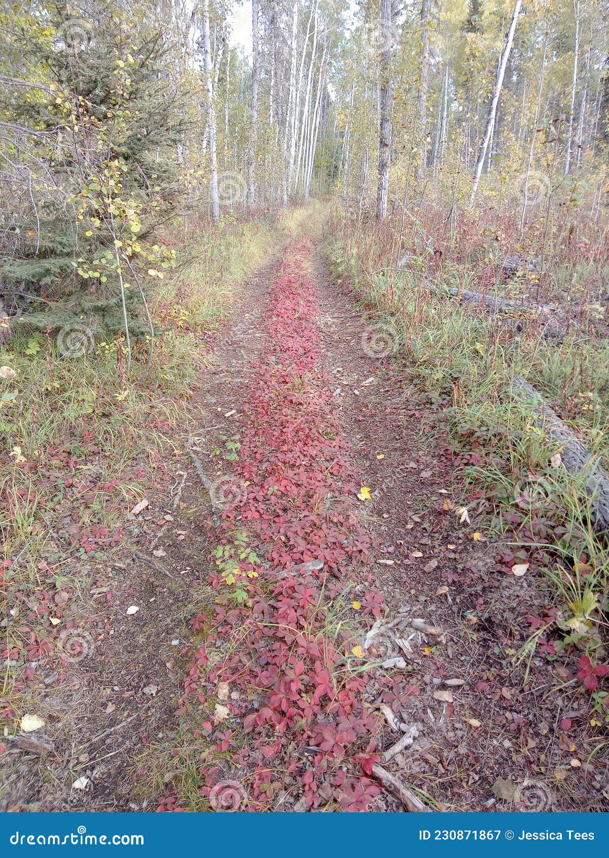 Red trail in woods stock image. Image of trail, bush - 230871867