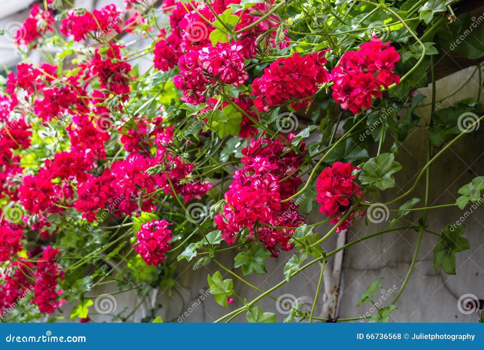 Red Trailing Pelargonium Close Up Stock Photo - Image of color, bright ...