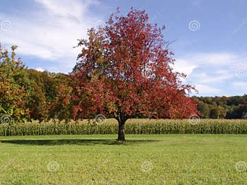 Red Tree stock photo. Image of trees, plant, grass, colours - 27790