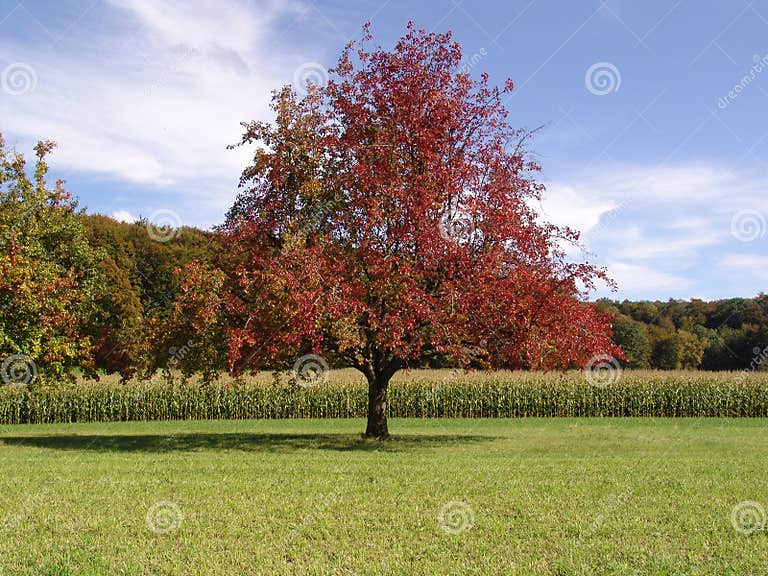 Red Tree stock photo. Image of trees, plant, grass, colours - 27790