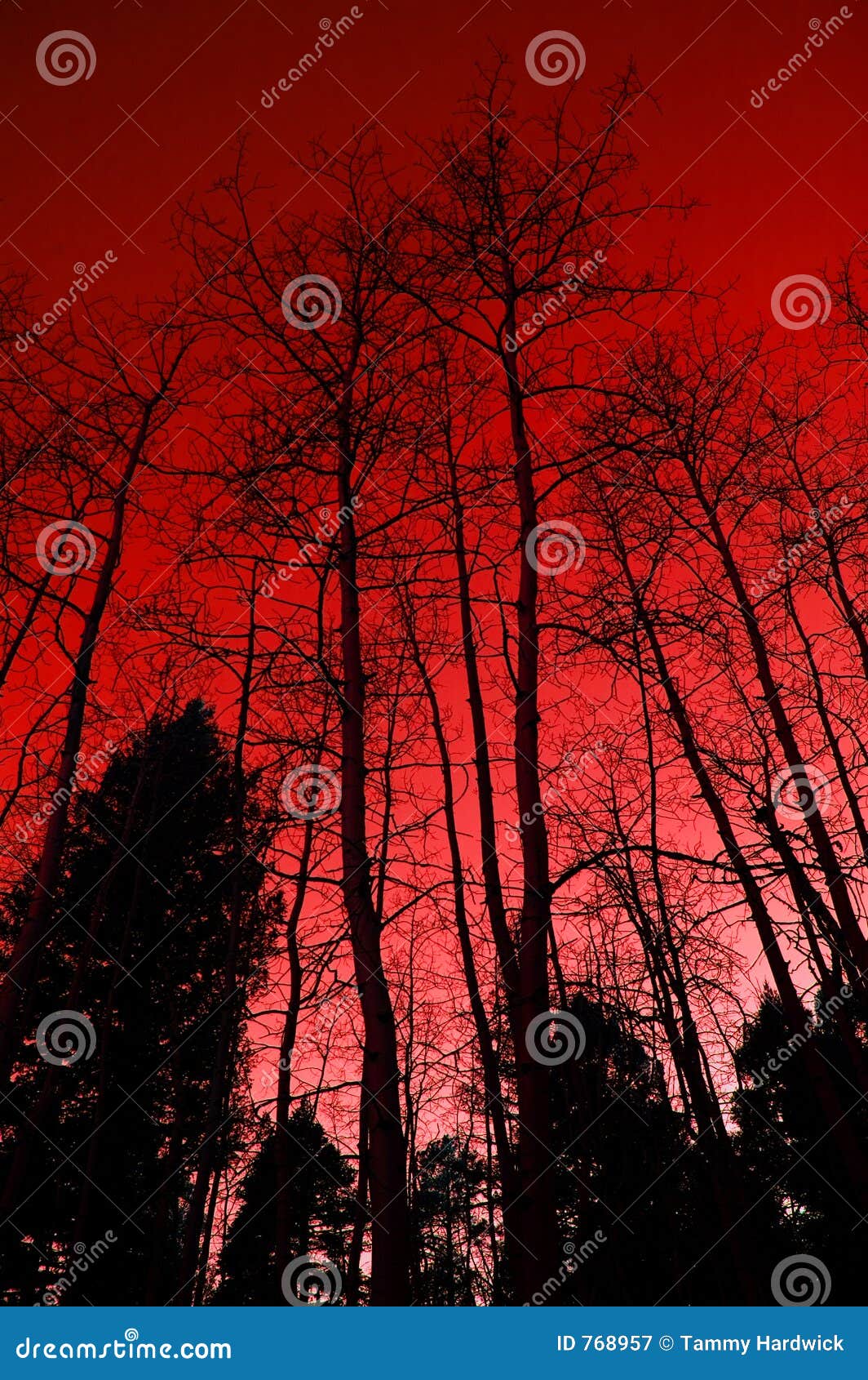 Red Tree stock image. Image of peaceful, infinite, fall - 768957