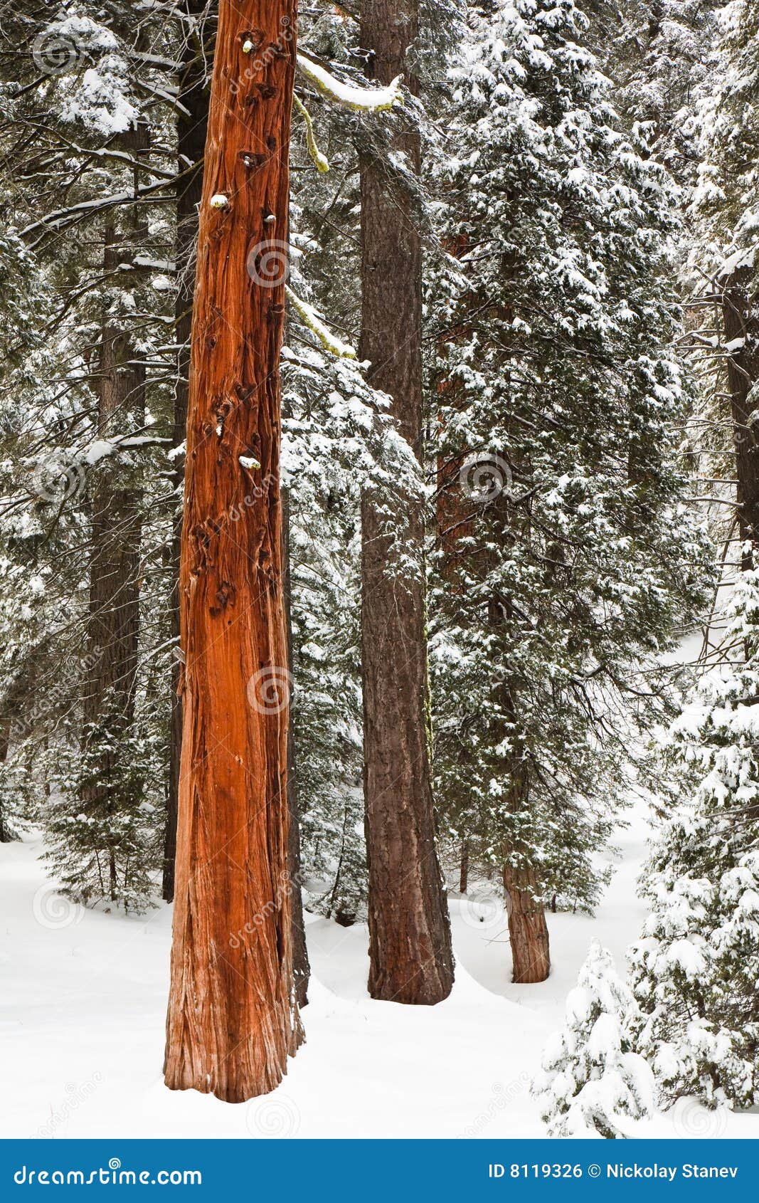 Red Tree stock photo. Image of trunk, forest, grey, redwood - 8119326