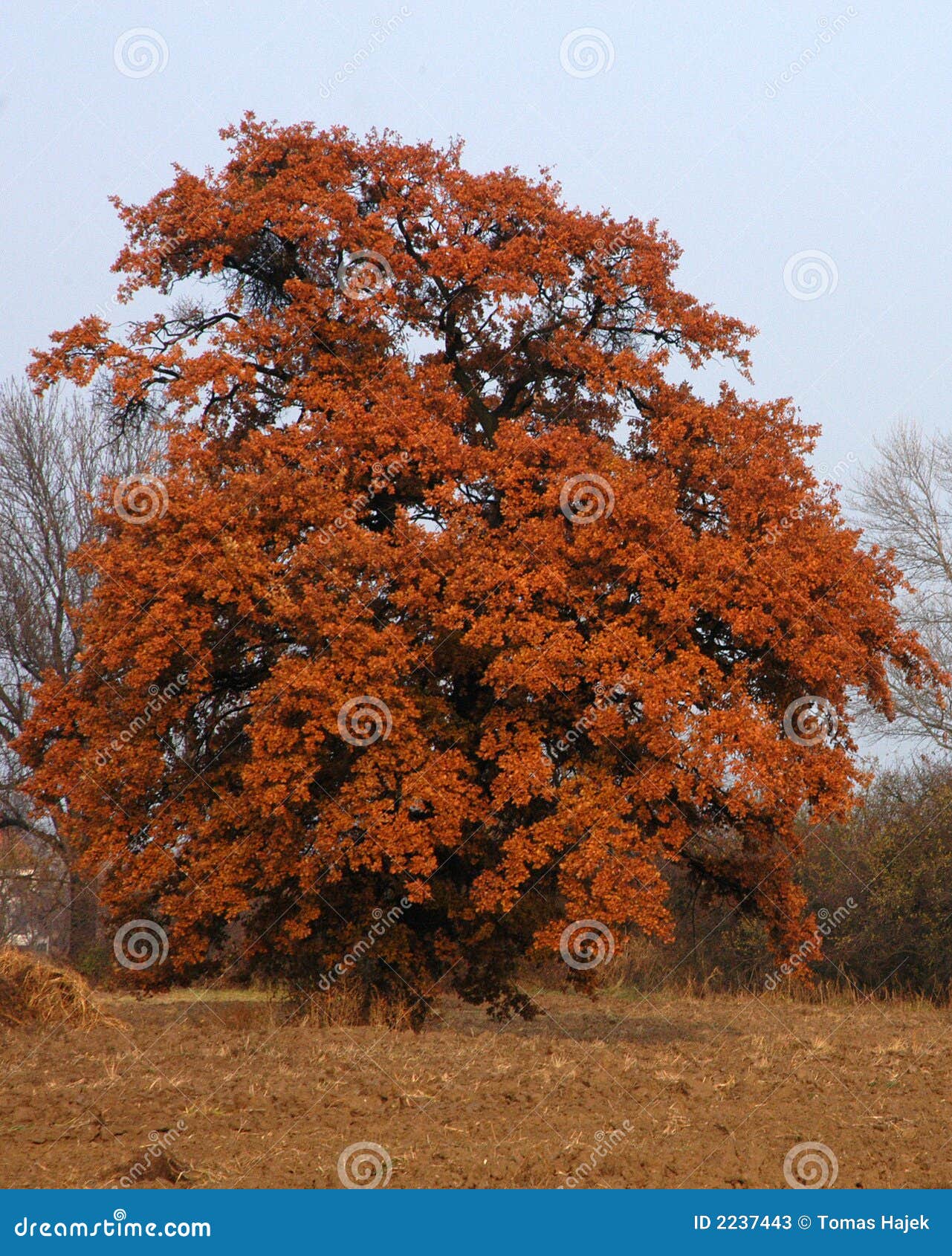 Red tree in autumn stock image. Image of alone, nature - 2237443