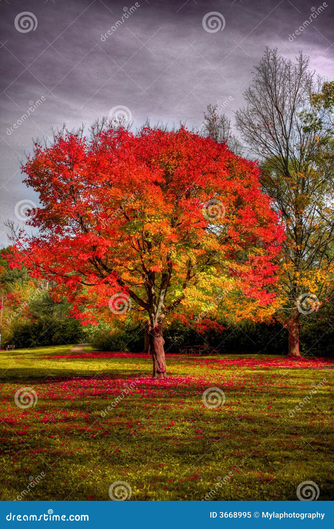 Red Tree in Autumn stock image. Image of autumn, scenery - 3668995