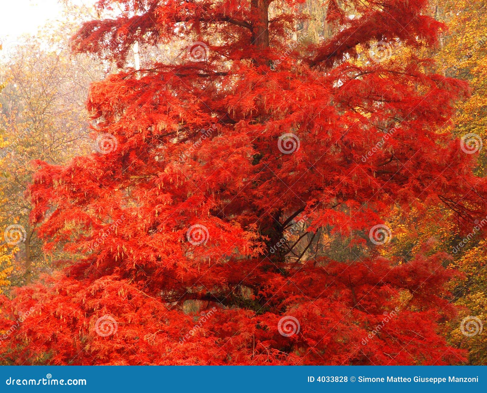 Red tree in autumn stock photo. Image of equinox, numerous - 4033828