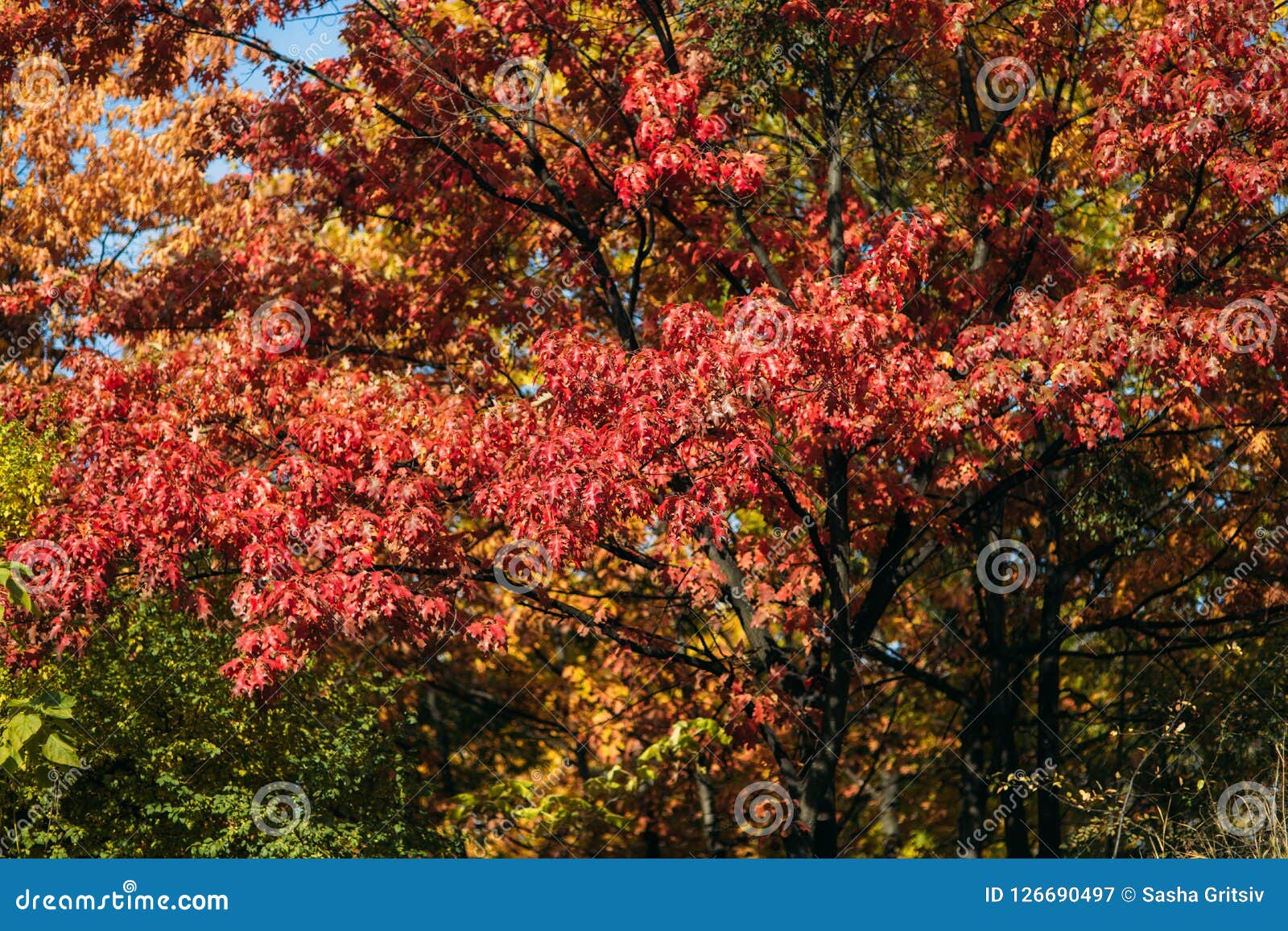 Red Tree in Autumn. Big Beautiful Tree Stock Image - Image of golden ...