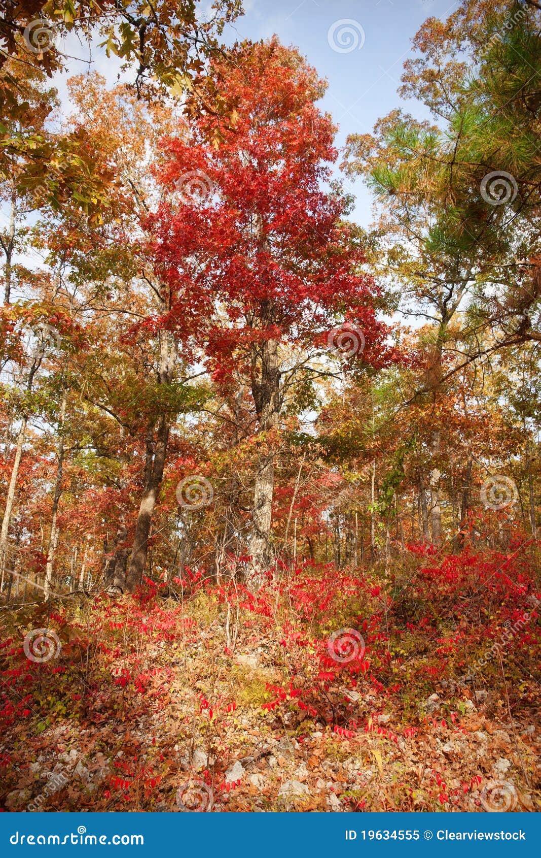 Red tree in autumn forest stock image. Image of colors - 19634555