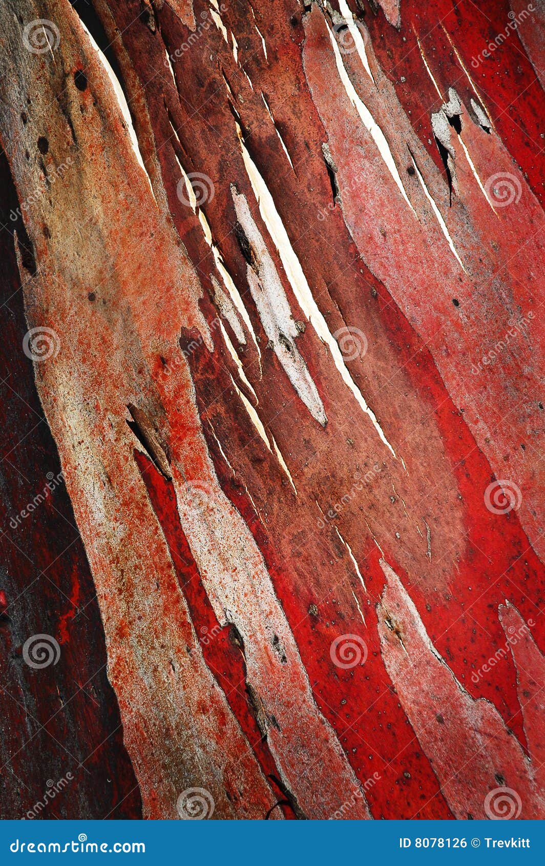Red tree bark stock photo. Image of diagonal, pattern - 8078126