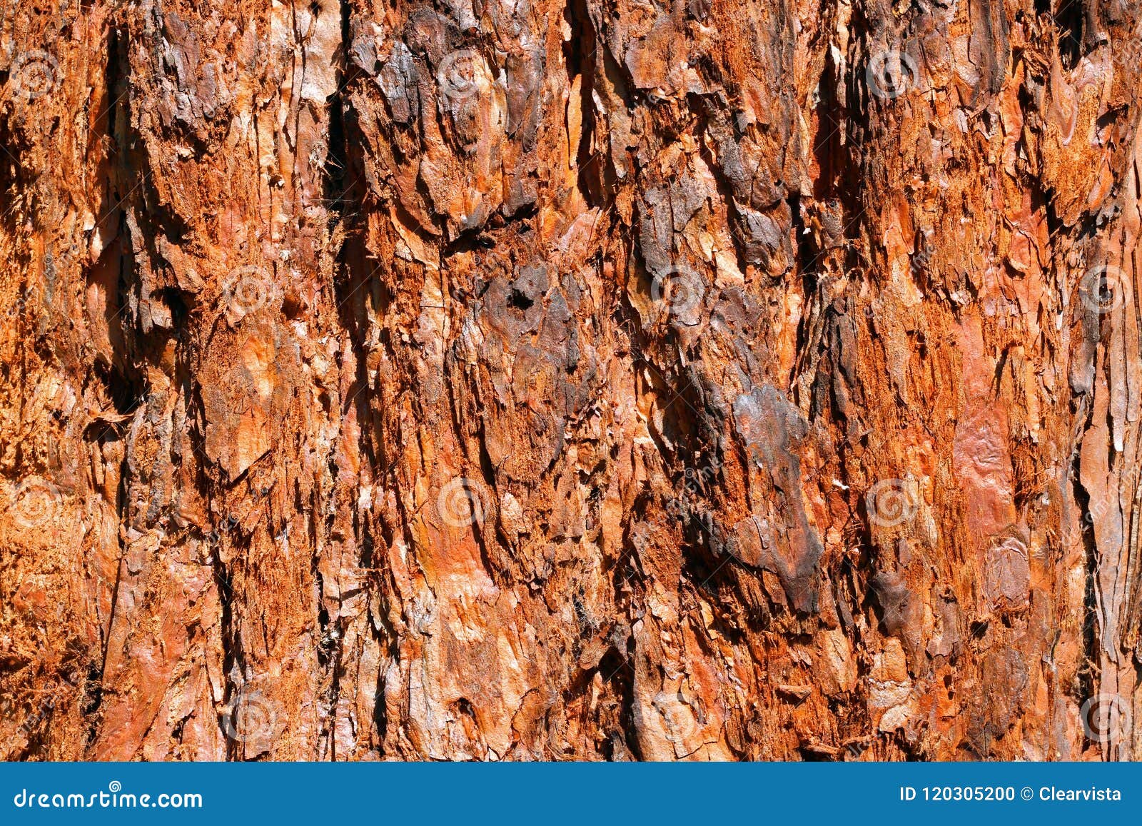 Red Tree Bark Close Up for a Background. Stock Photo - Image of summers ...