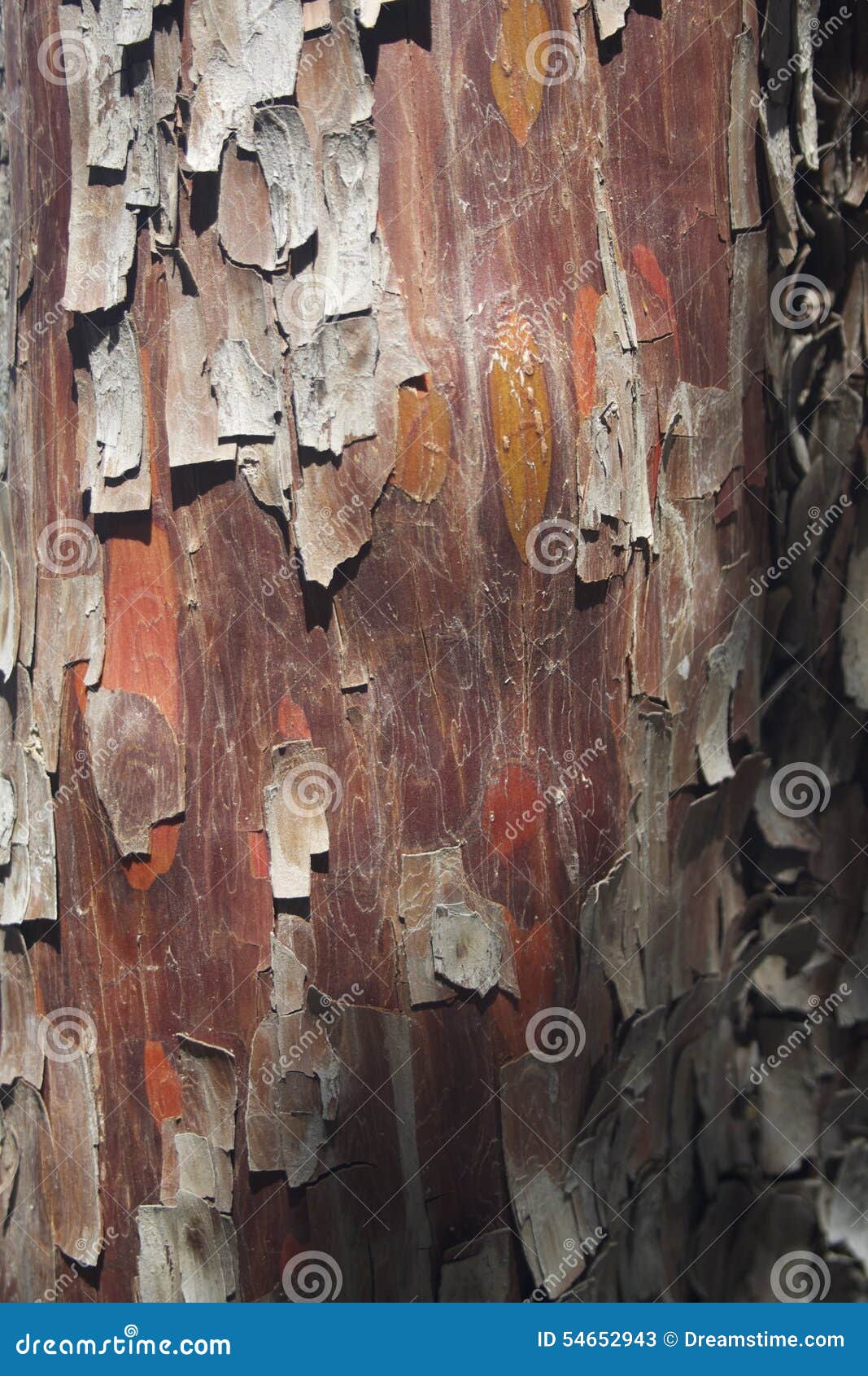 Red Tree Bark Texture stock image. Image of pattern, camping - 54652943