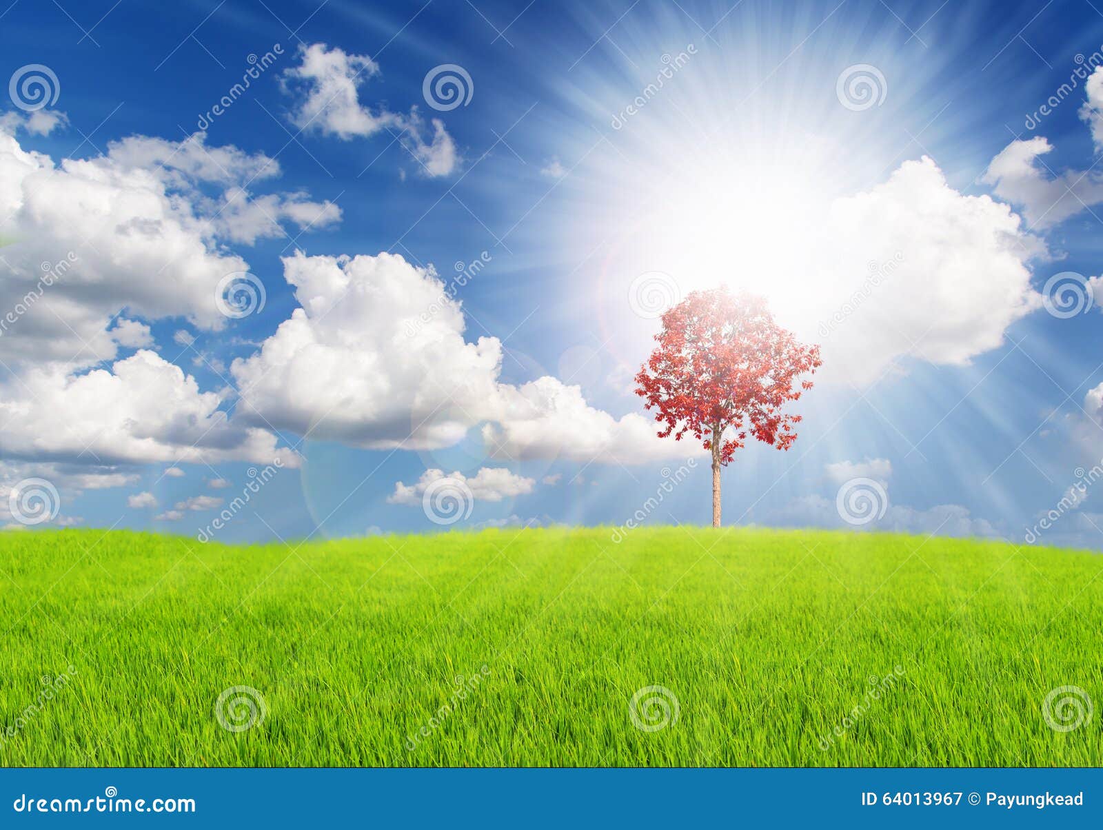 Red Tree Beautiful Landscape Stock Image - Image of gray, light: 64013967