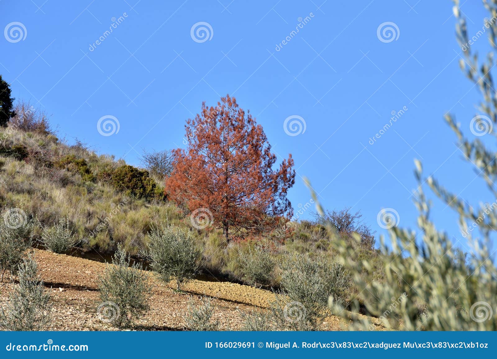 The Red Tree: Beautiful Red Oak among the Young Olive Trees Stock Image ...