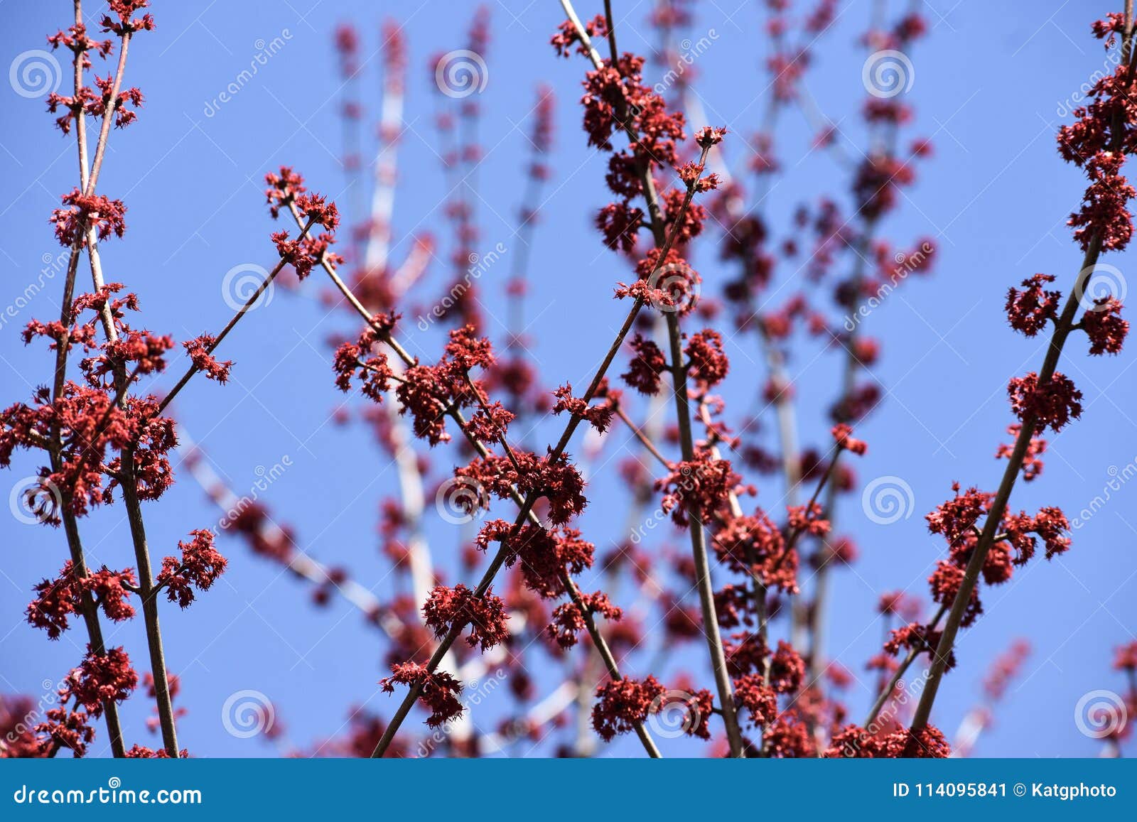 Buds And Newly Formed Leaves On A Cherry Tree In Spring Stock Photo ...