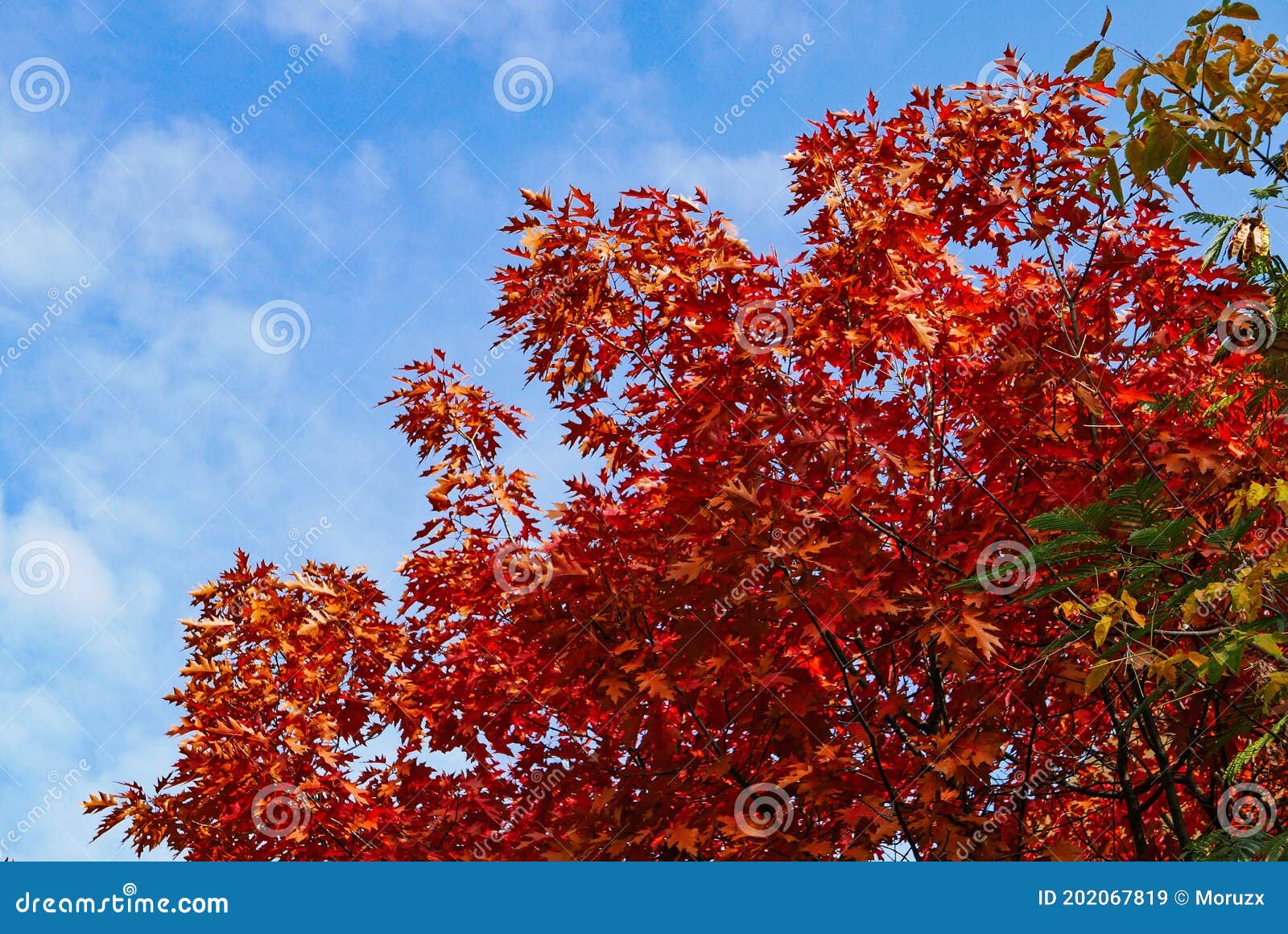 Red tree on blue sky stock image. Image of nature, forest - 202067819
