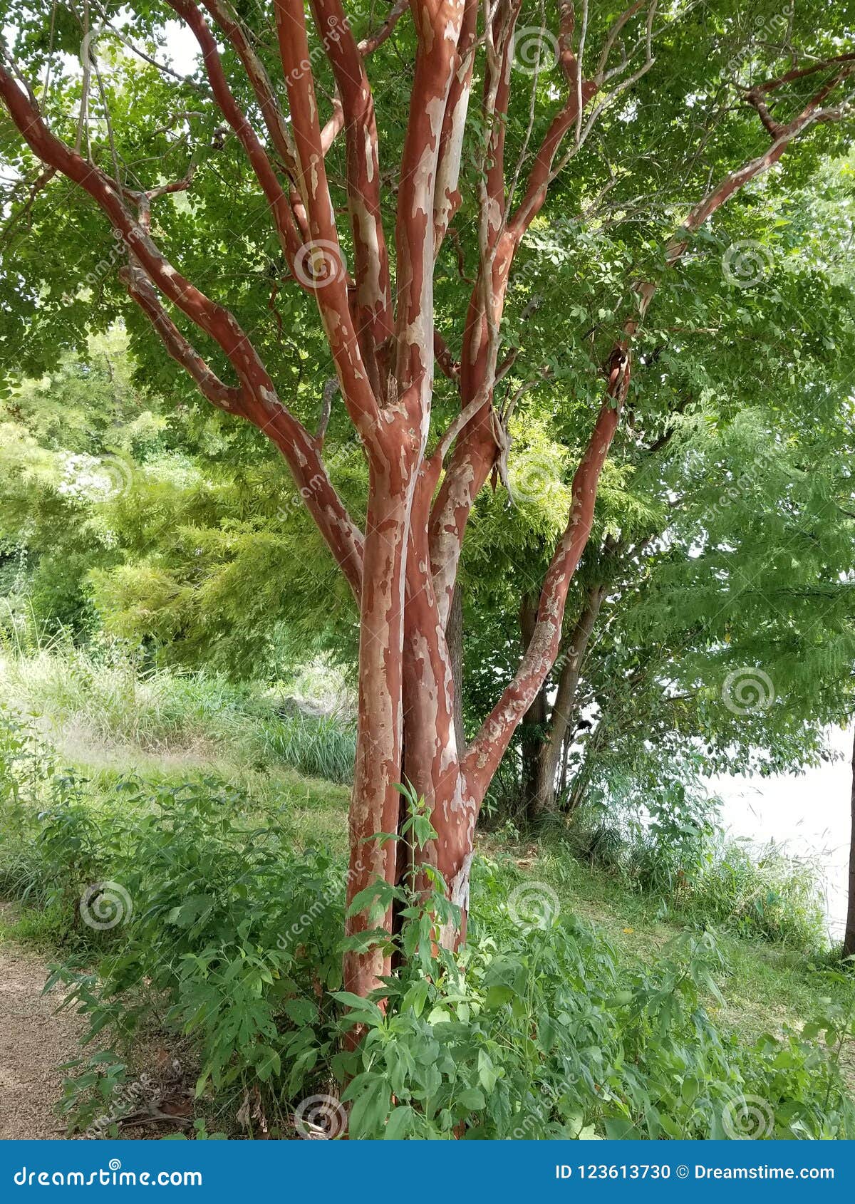 Red Tree stock photo. Image of green, tree, branches - 123613730