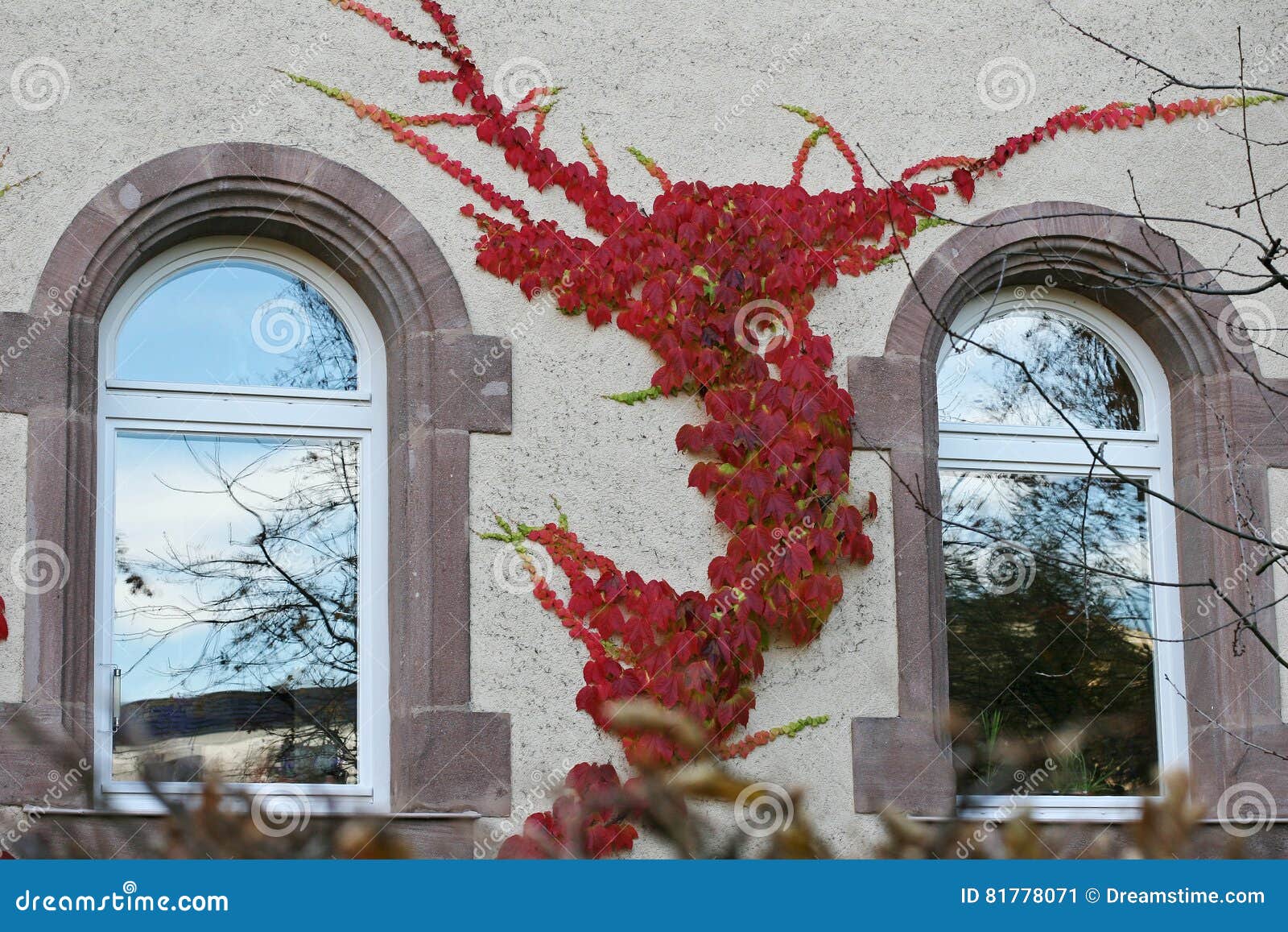 Red Tree Branches Over Windows Stock Image - Image of corner, fall ...