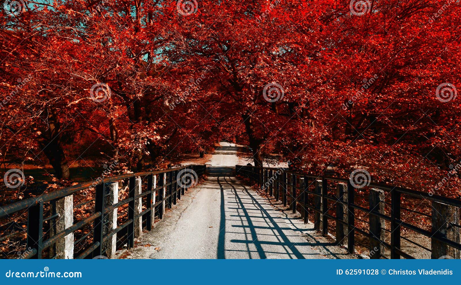 Red tree bridge stock photo. Image of bridge, trees, shadows - 62591028