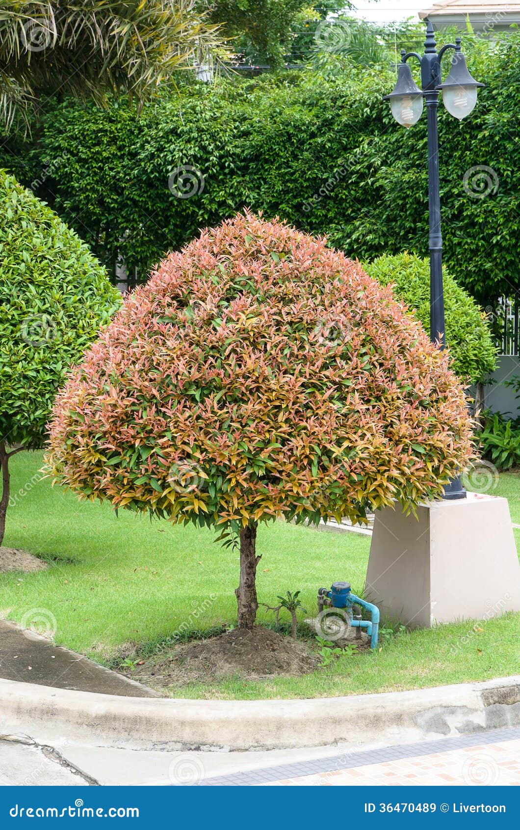 Red tree bush shape stock image. Image of side, shrub - 36470489