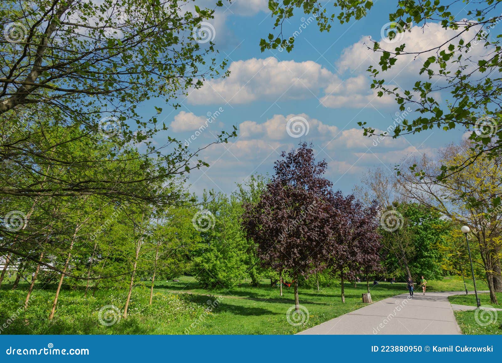 Red tree in the city park stock photo. Image of plants - 223880950