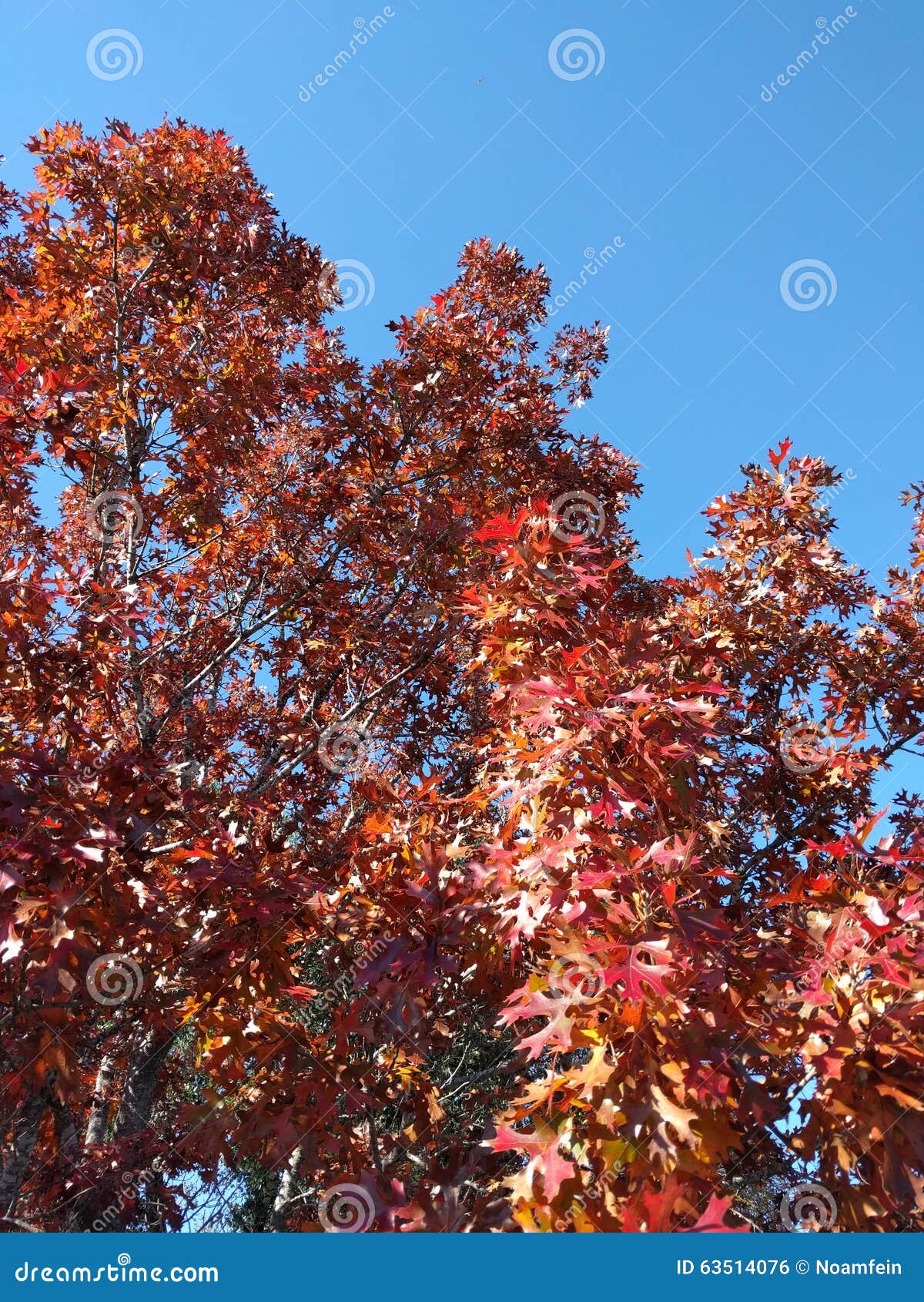 Red tree in fall stock photo. Image of scene, fall, leaves - 63514076