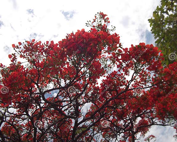 Red tree stock photo. Image of tree, nature, plant, flower - 95428530