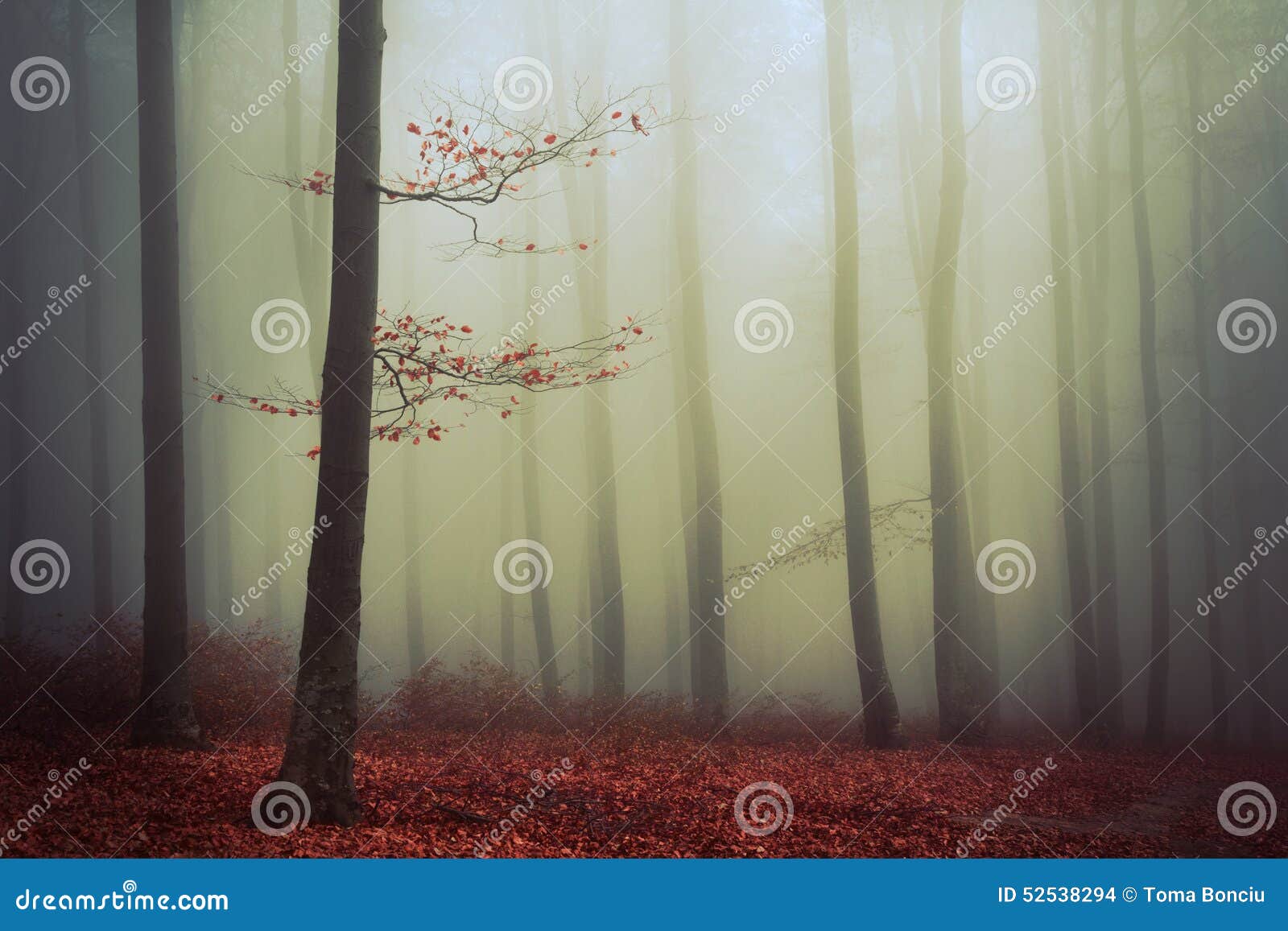 Red tree in the fog stock photo. Image of light, halloween - 52538294