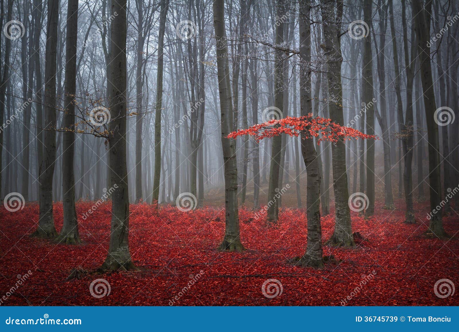 Foggy Autumn View Of The Tye River, Near Crabtree Falls, In George ...