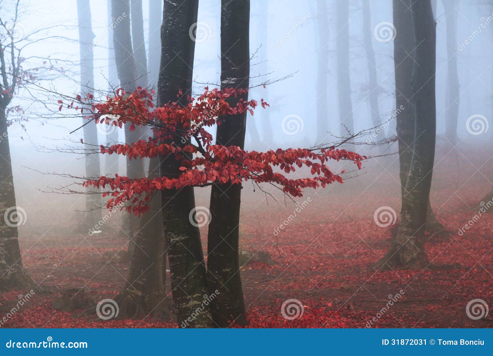 Red tree in the forest stock image. Image of mystic, sunlight - 31872031
