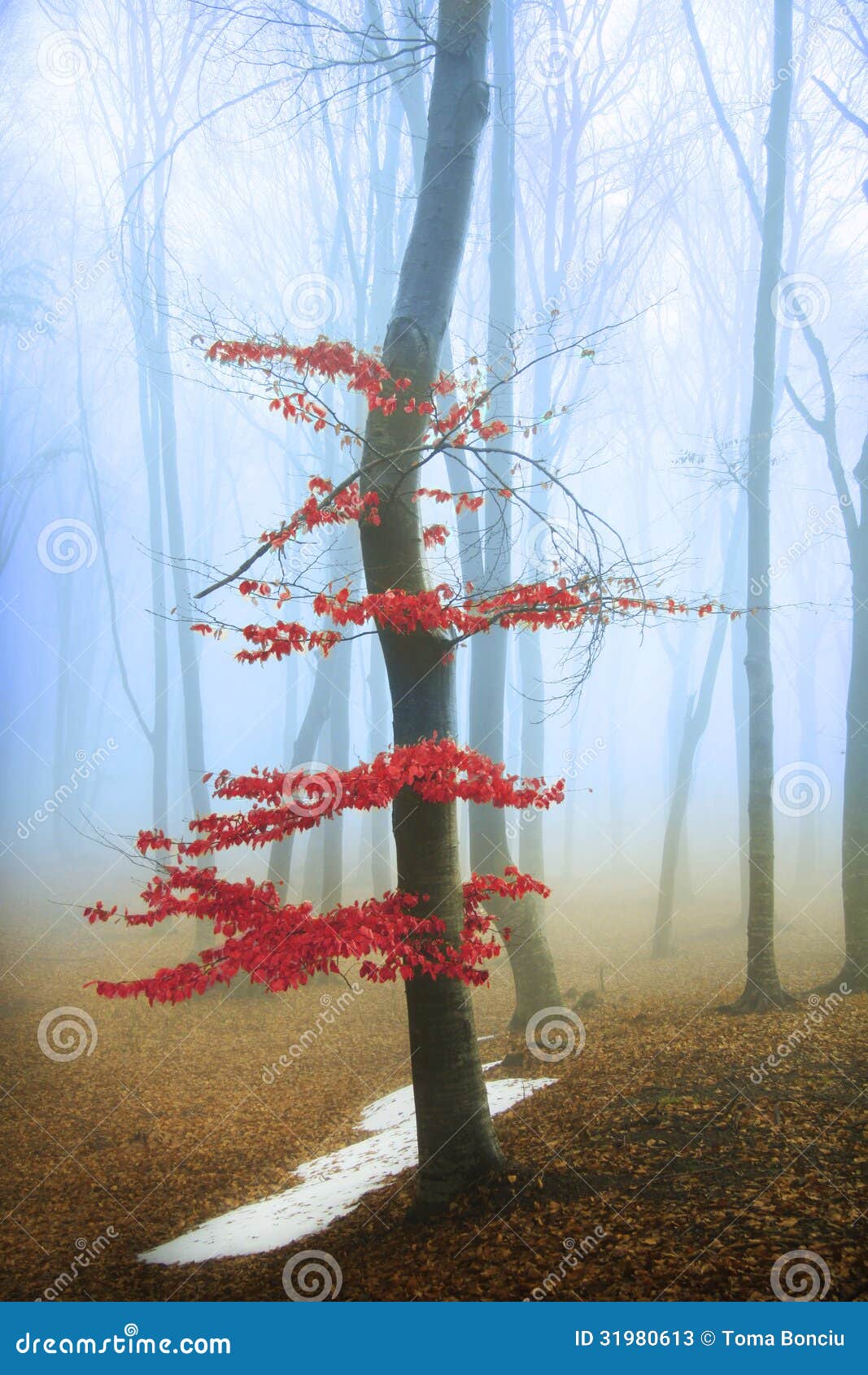 Red tree in the forest stock image. Image of beautiful - 31980613