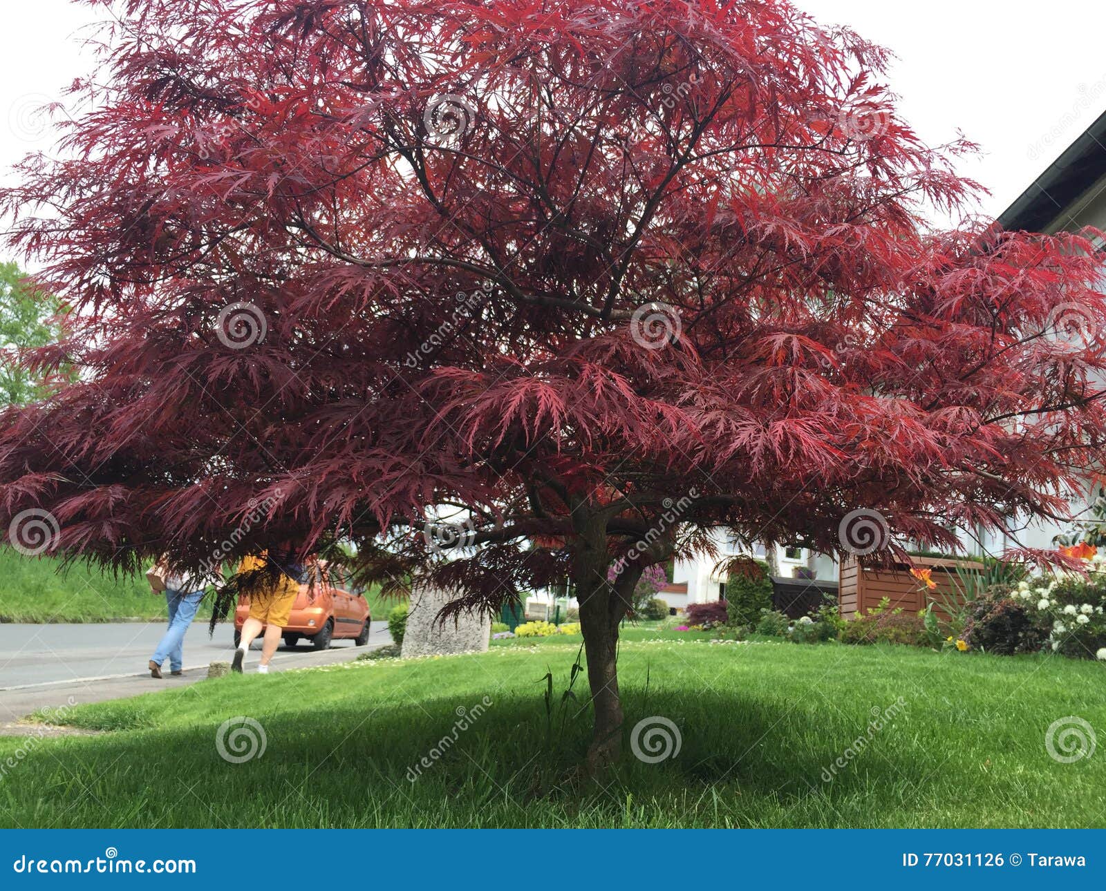 Red tree stock photo. Image of home, contrast, commuterville - 77031126