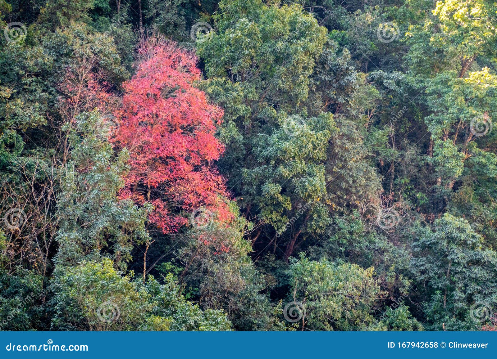 Red Tree in the Green Trees Stock Photo - Image of view, colors: 167942658