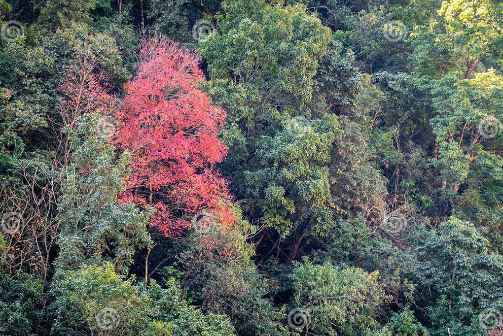 Red Tree in the Green Trees Stock Photo - Image of view, colors: 167942658