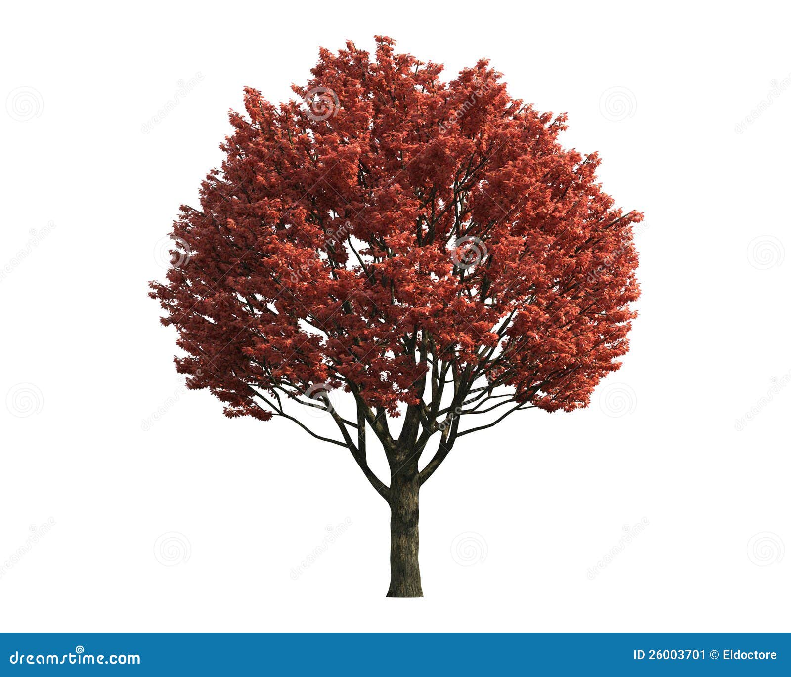 Red Tree Isolated on a White Background Stock Image - Image of design ...