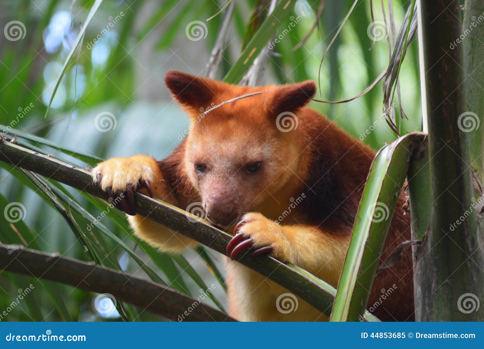 Red Tree Kangaroo stock image. Image of tree, love, light - 44853685