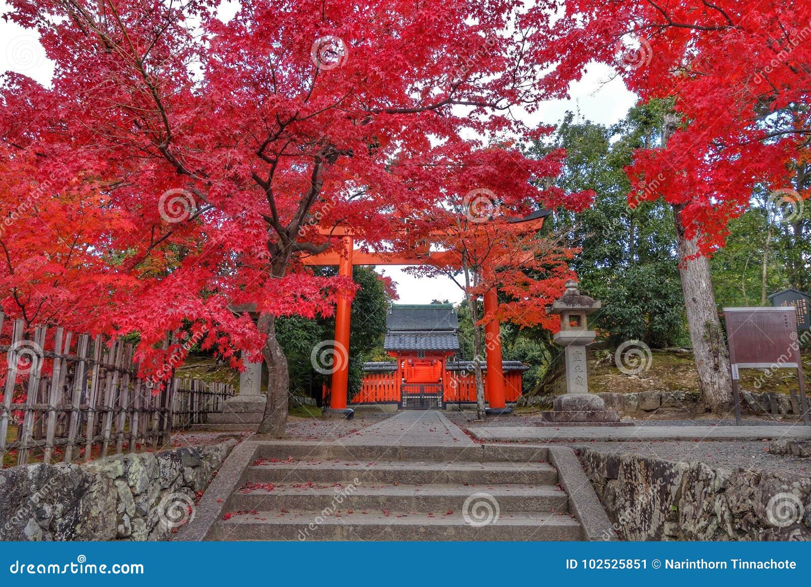 Red tree stock image. Image of autumn, leaf, tree, japan - 102525851
