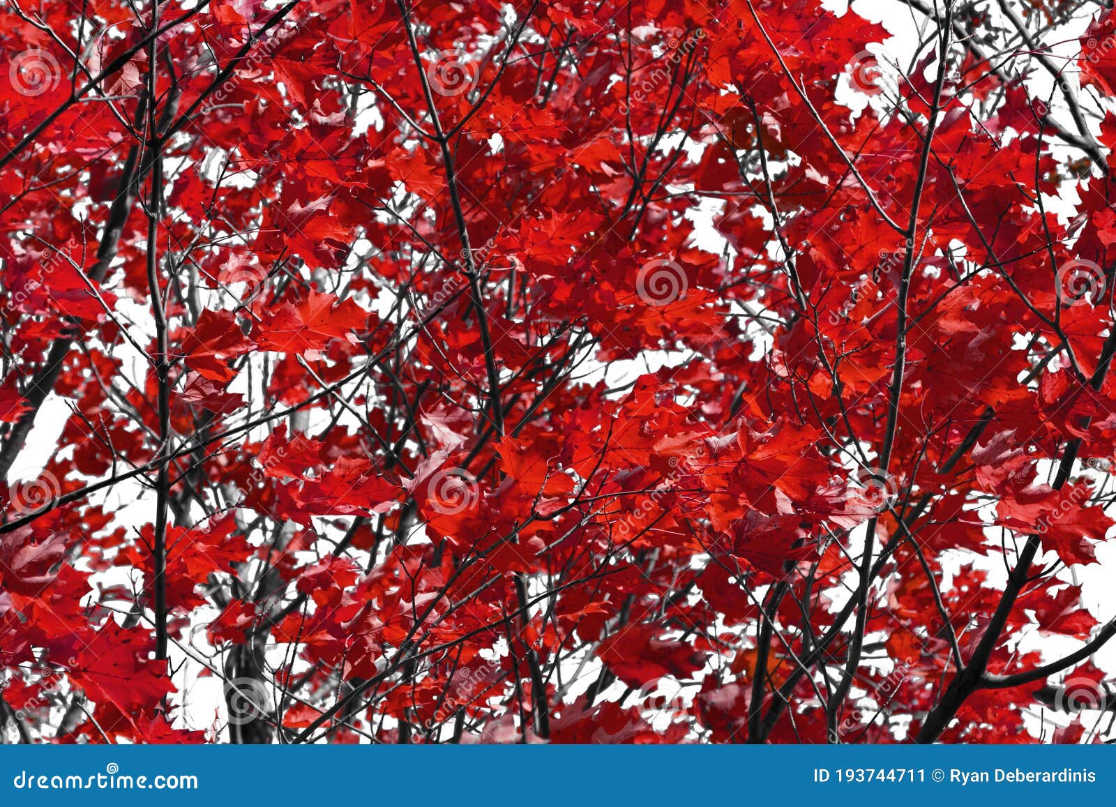 Red Tree Leaves on Black Branches Contrast Against the White Sky ...