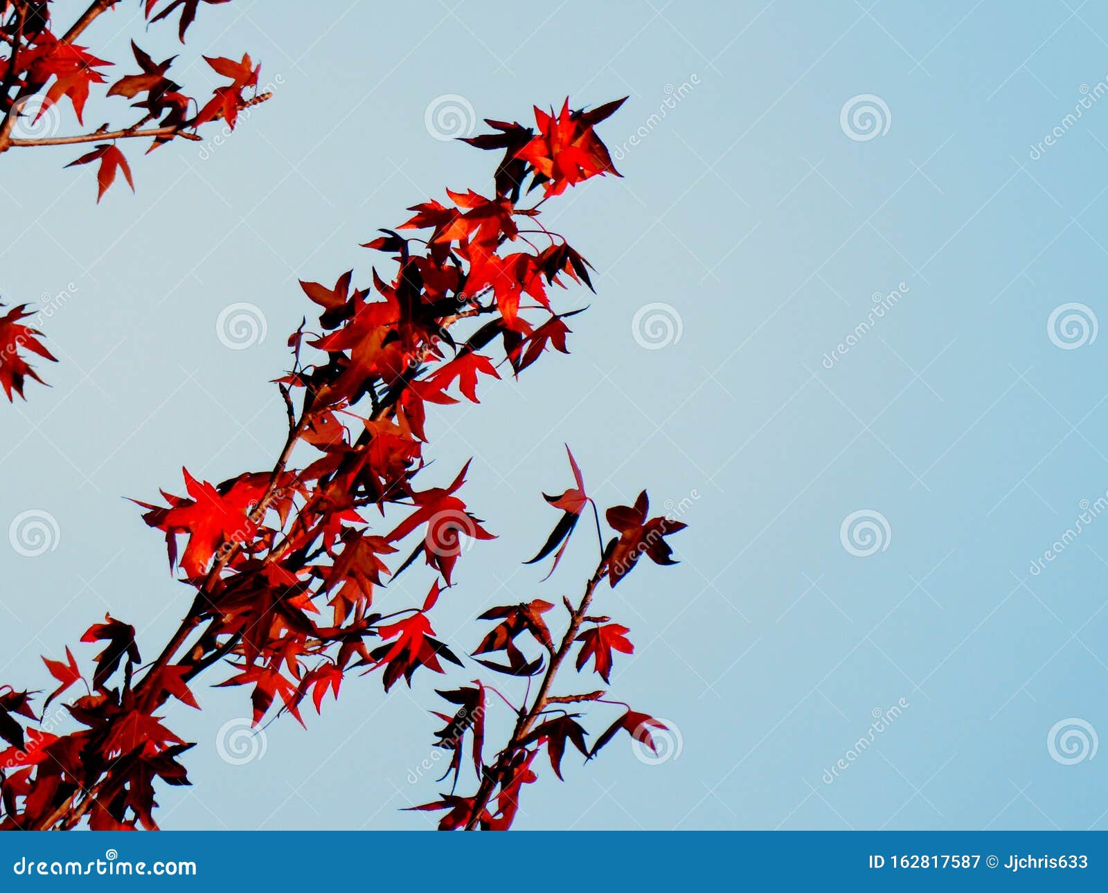 Red Tree Leaves on Blue Sky, Fall Trees. Stock Image - Image of ...
