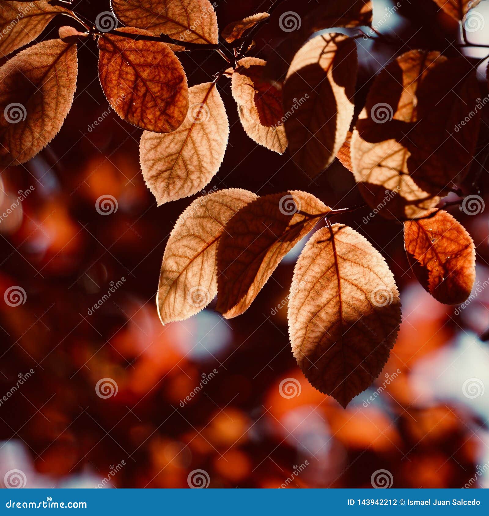 Red Tree Leaves Texture in Springtime Stock Photo - Image of nature ...