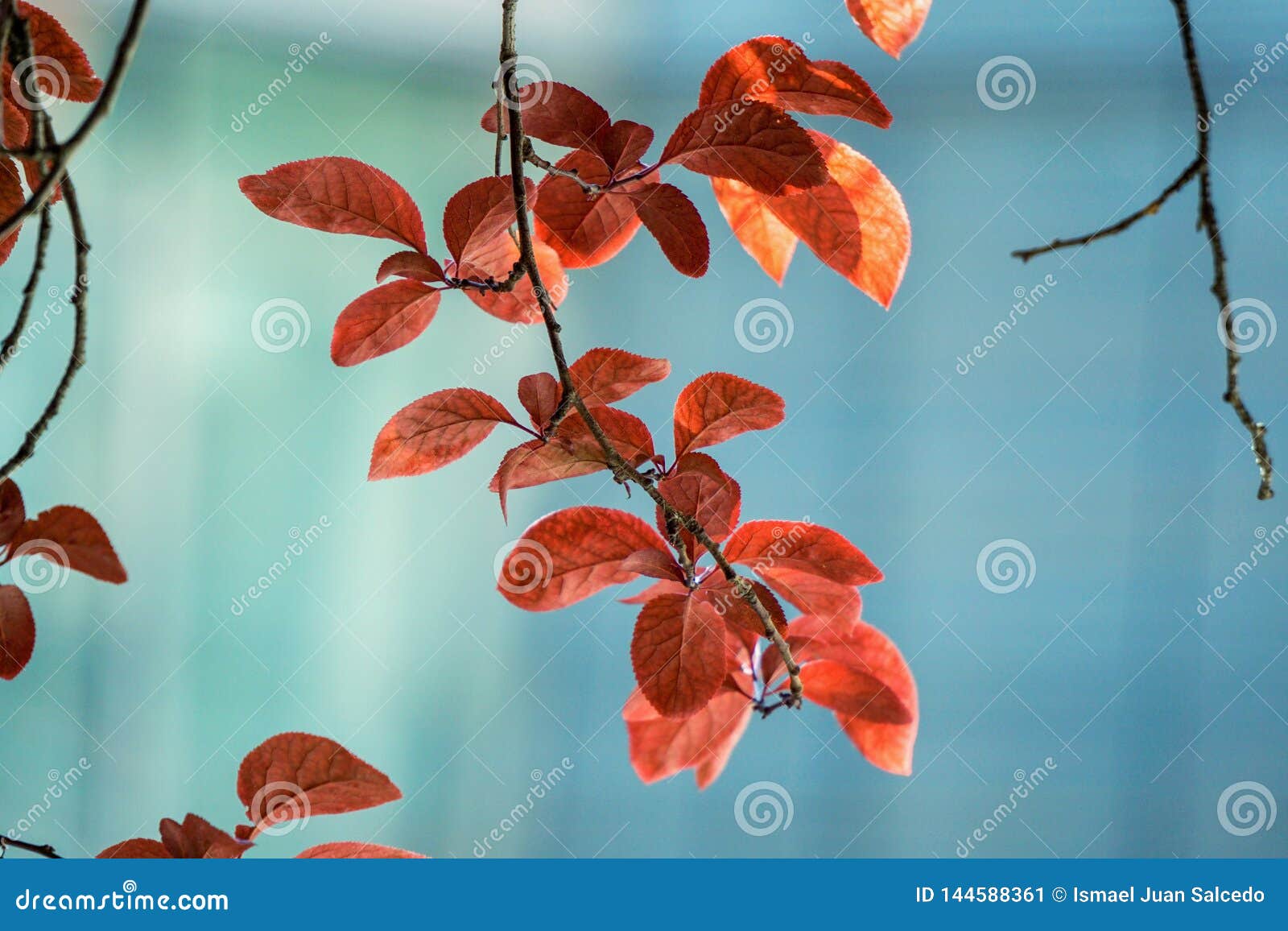 Red Tree Leaves Texture in Springtime Stock Image - Image of tree ...