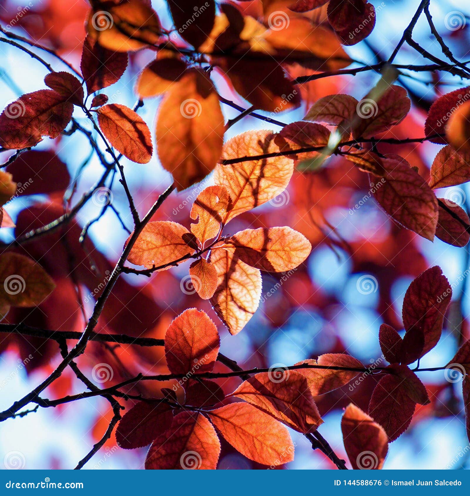 Red Tree Leaves Texture in Springtime Stock Photo - Image of leaves ...