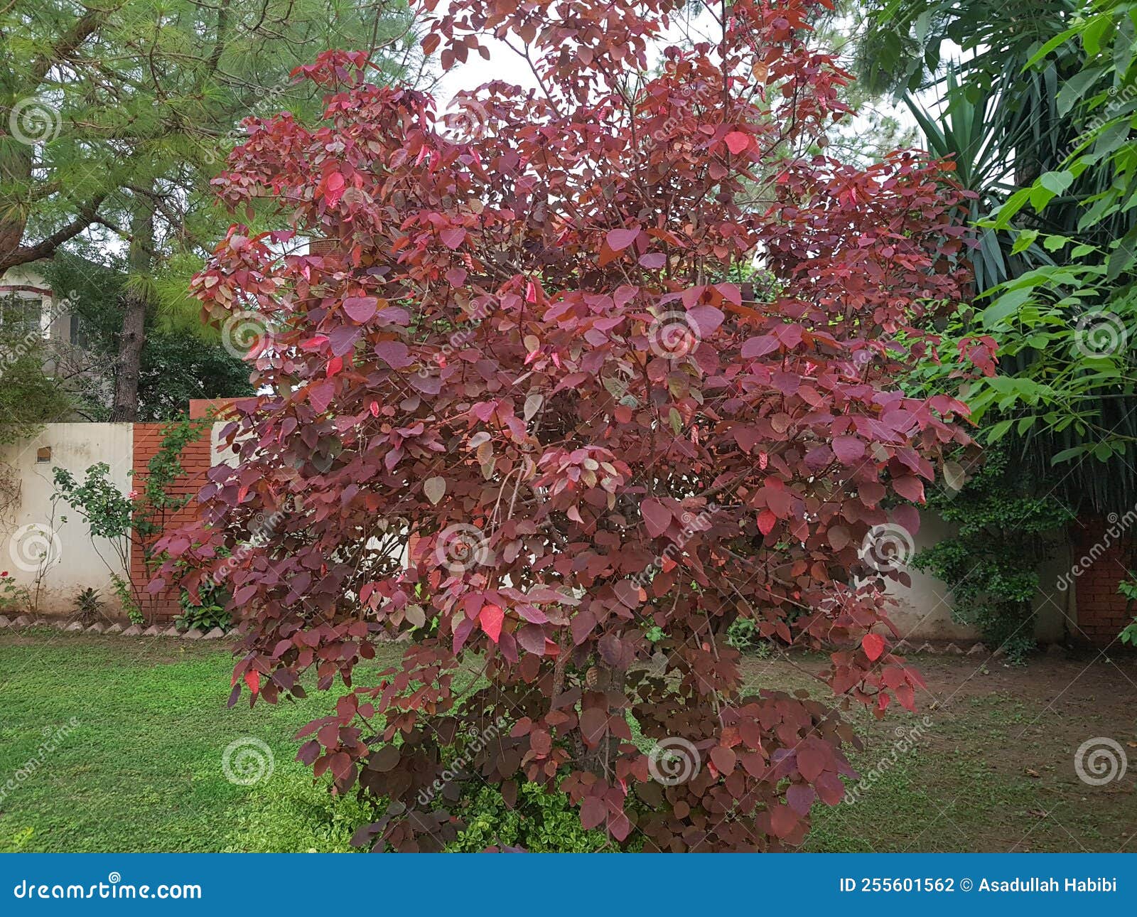 Red Tree Make Environment Beauty Stock Photo - Image of wildflower ...