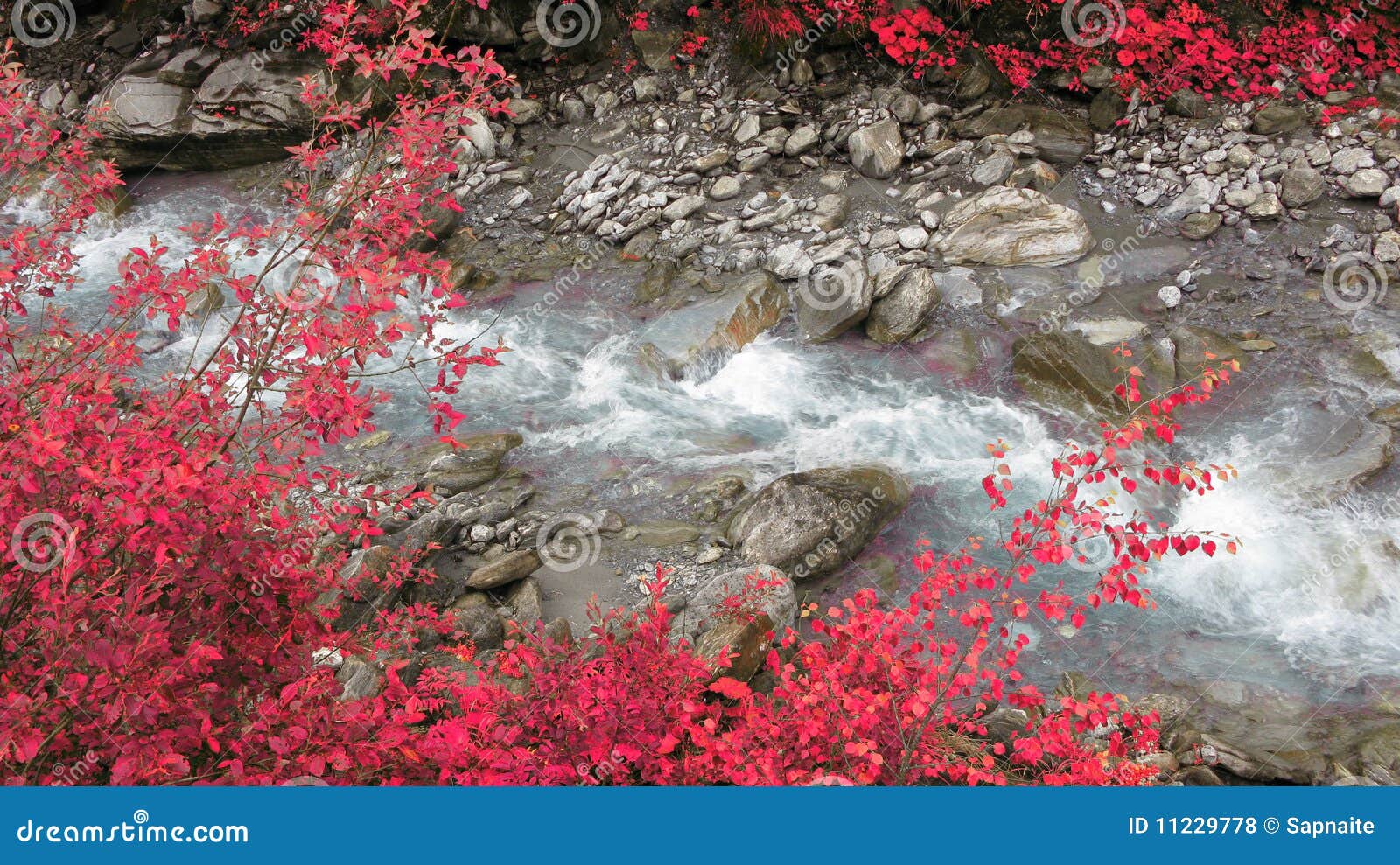 Red Tree Near Floating River Stock Photo - Image of freedom ...