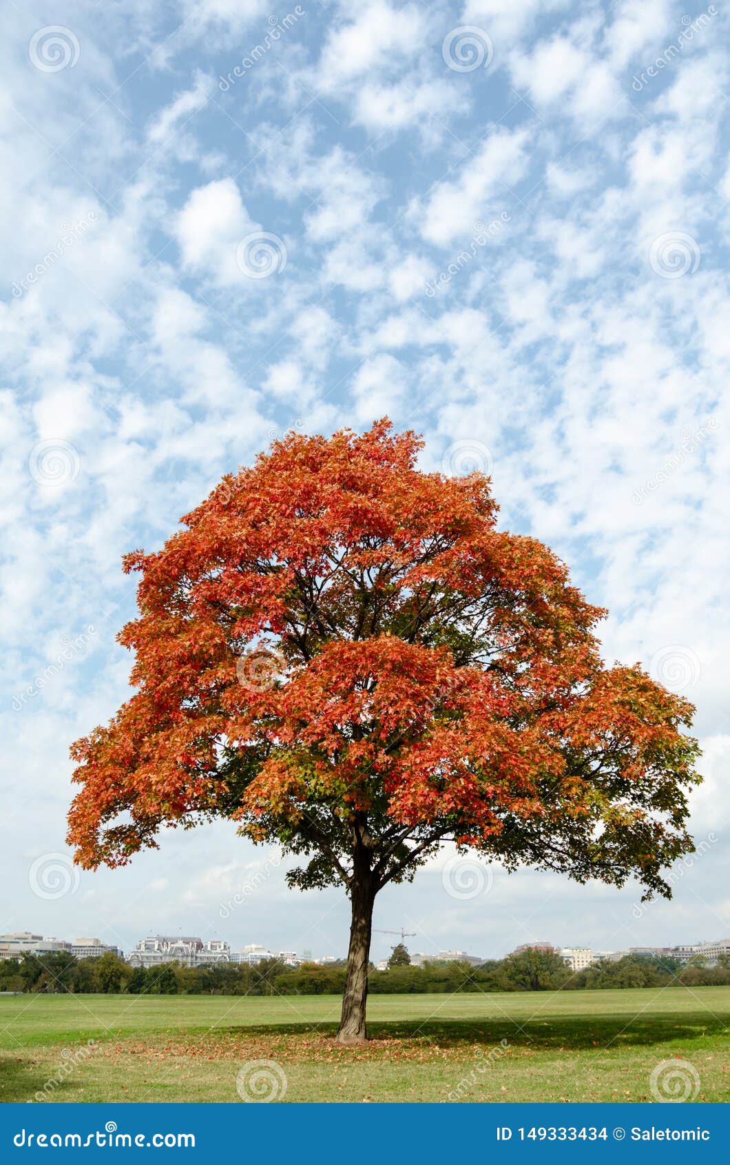 Red tree in in the park stock photo. Image of autumn - 149333434