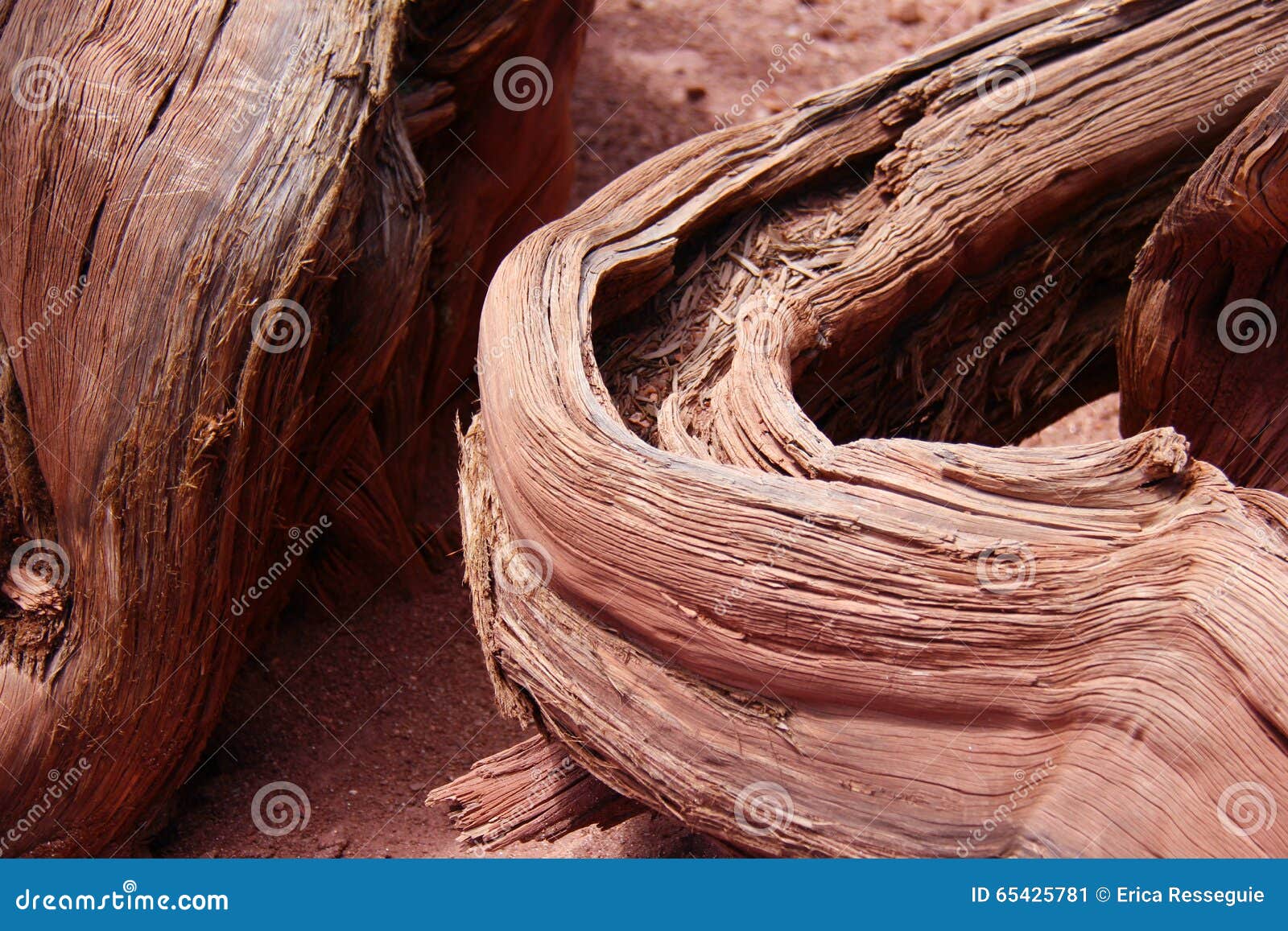 Red Tree Root stock image. Image of worn, wood, plant - 65425781