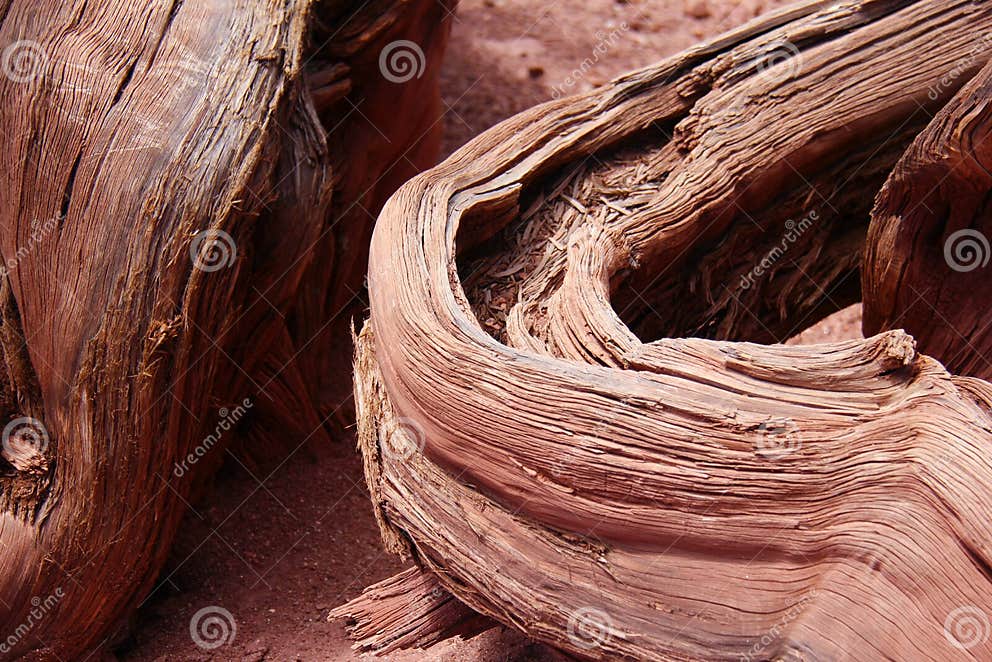 Red Tree Root stock image. Image of worn, wood, plant - 65425781
