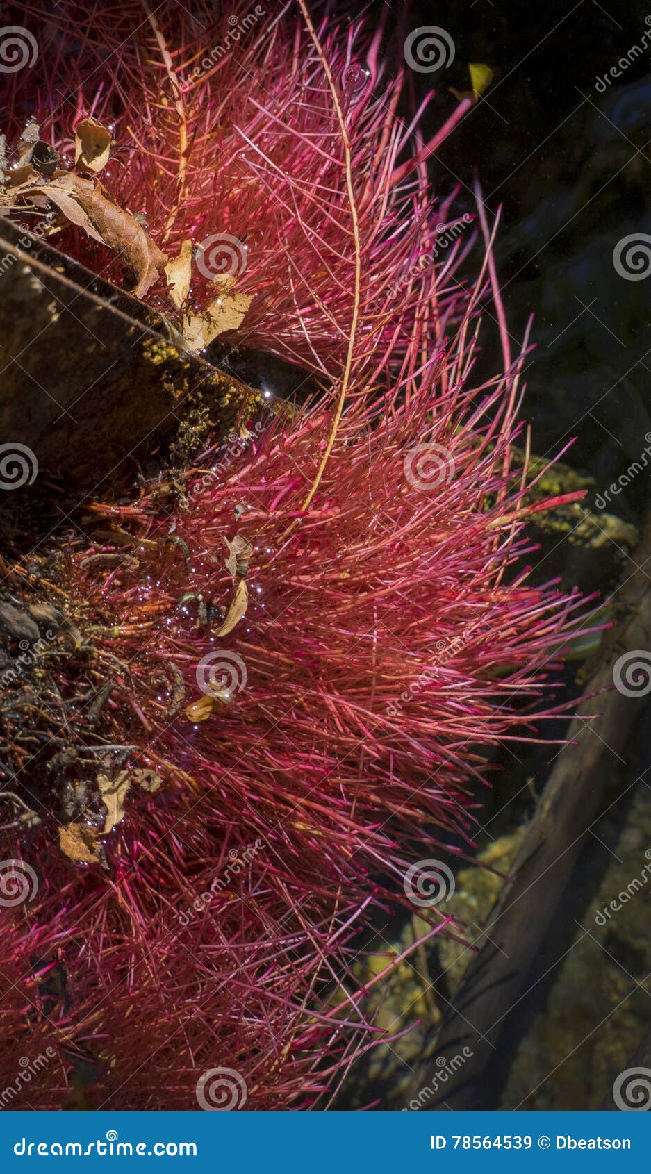 Red tree roots stock image. Image of nature, water, trees - 78564539
